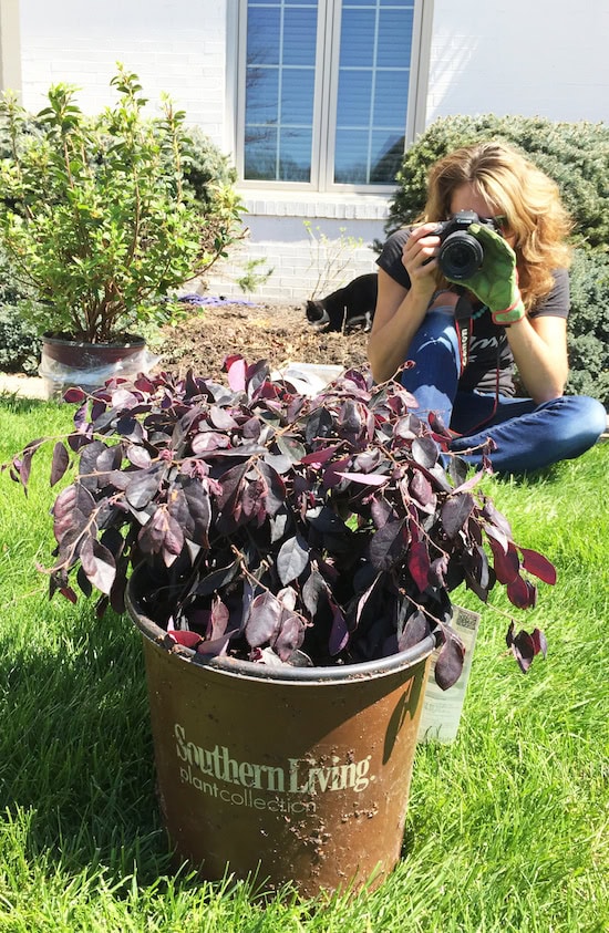 Landscaping Makeover with Southern Living Plant Collection - Sincerely ...