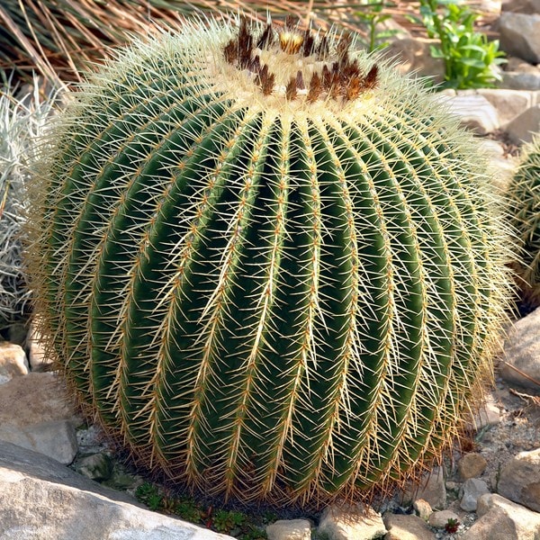 Cactus Encyclo 🌵 Conseils, entretien et culture