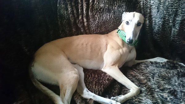 Greyhound Adoption - The Story of the Sad and Lonely Greyhound