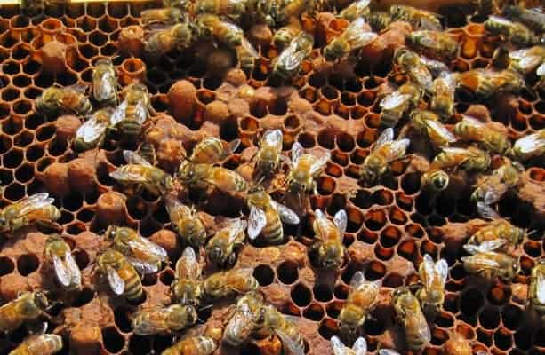 Knowing What to Look For Inside a Beehive - Carolina Honeybees