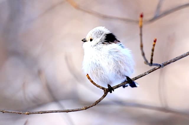 The Many Meanings of “(Korean) Crow Tit” DEMYSTIFIED