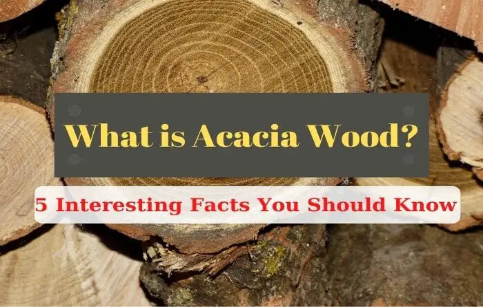 What is Acacia Wood? 5 Interesting Facts You Should Know