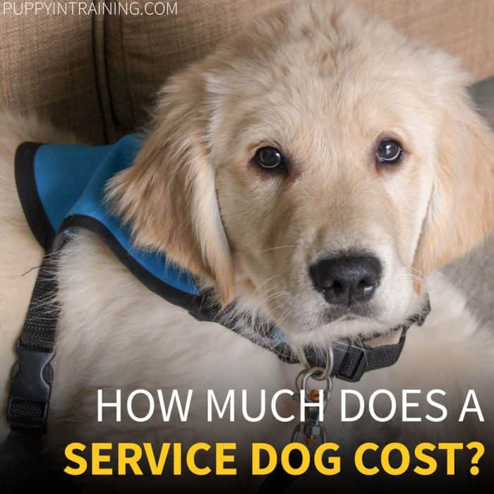 How Much Does A Service Dog Cost? - Puppy In Training