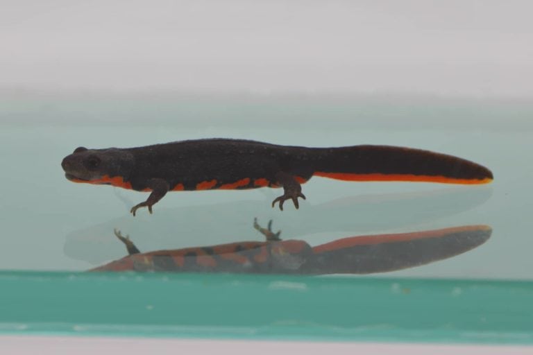 Cynops orientalis | Scheda di Allevamento | Salamanderland