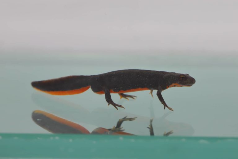 Cynops orientalis | Care-sheet | Salamanderland