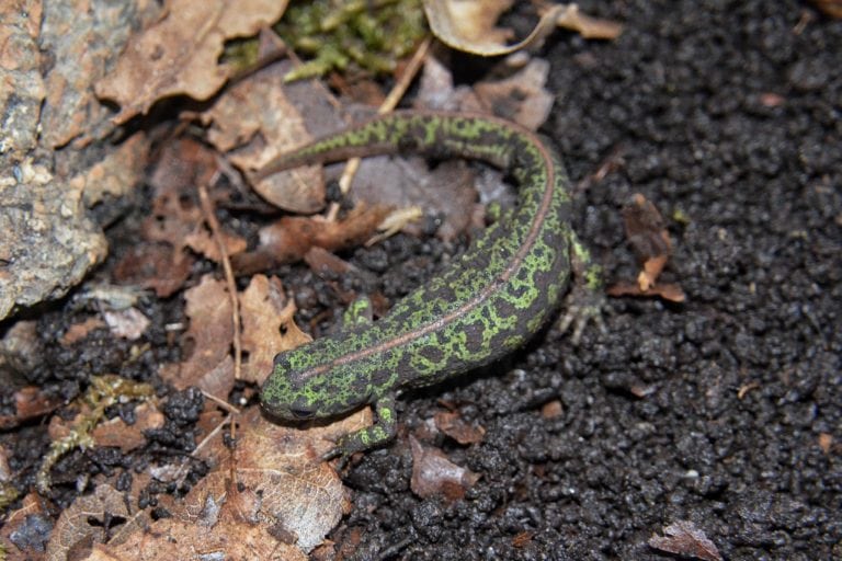 Triturus marmoratus | Care-sheet | Salamanderland