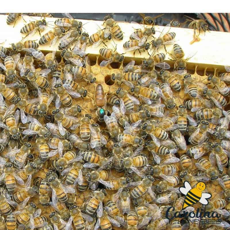 How to Find the Queen Bee in Your Hive - Carolina Honeybees