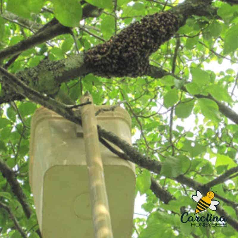 Catching a Honey Bee Swarm in a Tree or Bait Hive - Carolina Honeybees