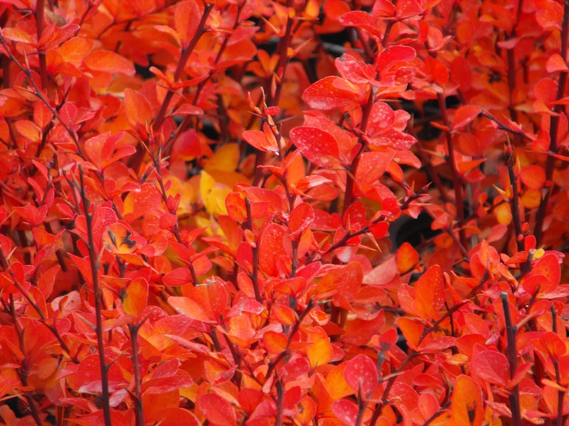 Emerald Carousel Barberry • Kiwi Nurseries Ltd