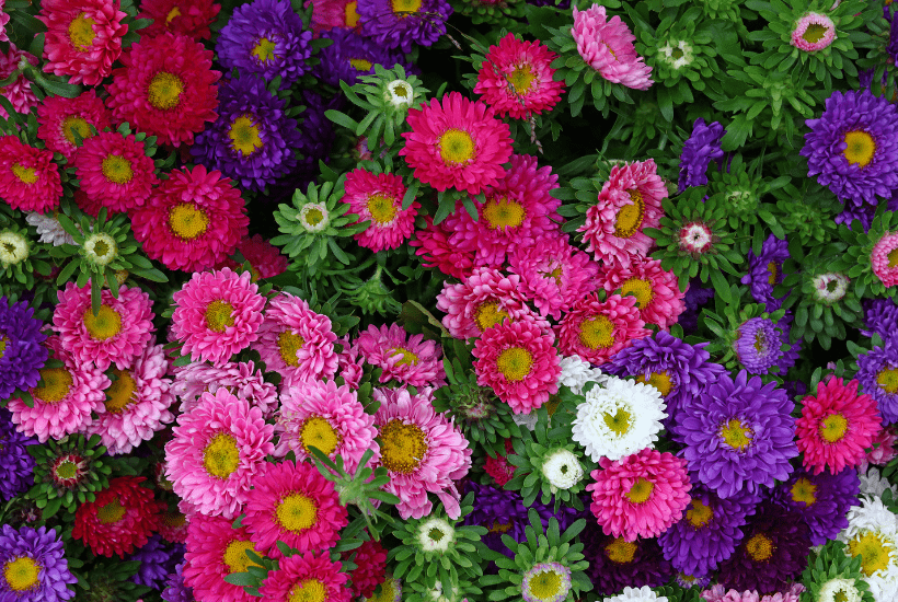 Six Fantastic Fall Flowers To Plant In Your Garden