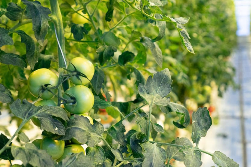 Fridheimar Greenhouse in Iceland's Golden Circle: An Unforgettable ...