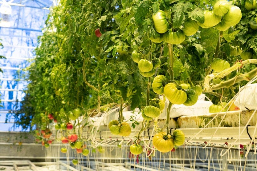 Fridheimar Greenhouse in Iceland's Golden Circle: An Unforgettable ...