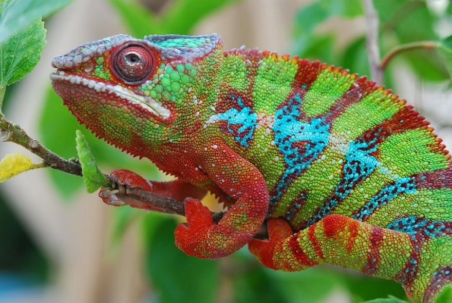 Caméléon, le camouflage high-tech de l'Armée - UP' Magazine