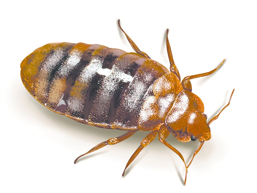 Comment éliminer et se protéger contre les punaises de lits