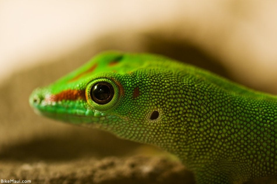Maui Fauna of the Month: Gecko - Maui Web Cameras
