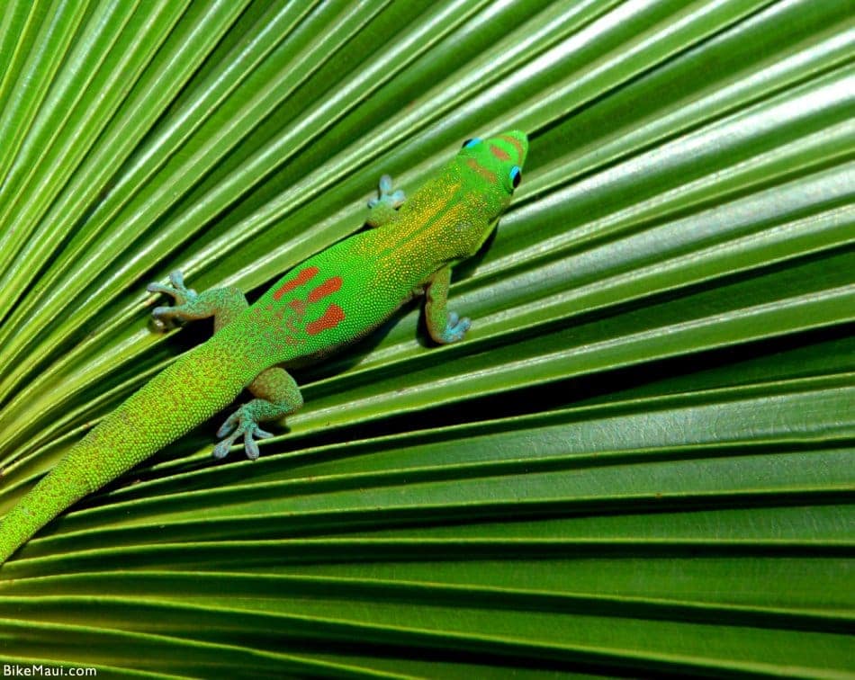 Maui Fauna of the Month: Gecko - Maui Web Cameras