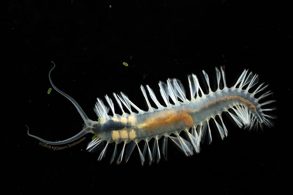 'Bombs' distract predators : - AskNature