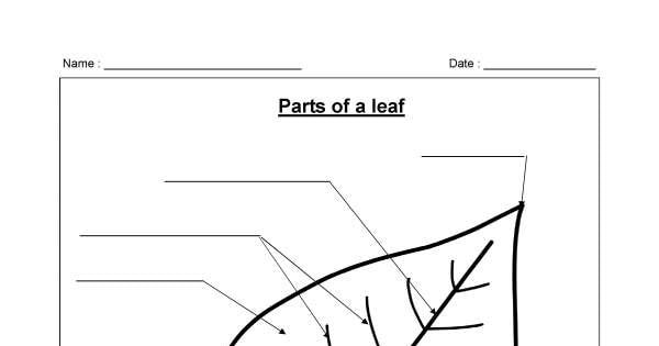 Parts of a Leaf – Quiz – Animaplates