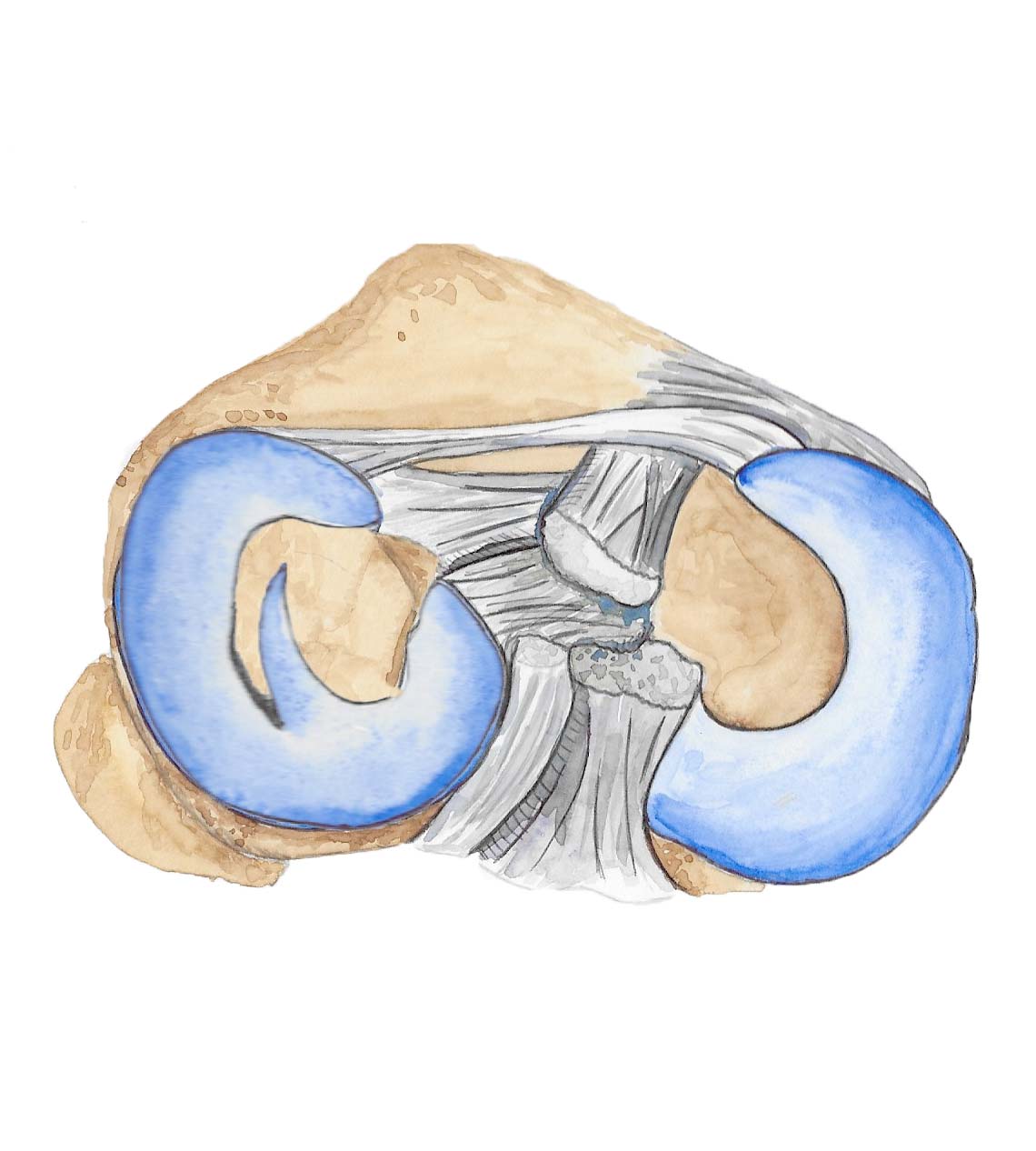 Résection du ménisque où méniscectomie. - Dr Even