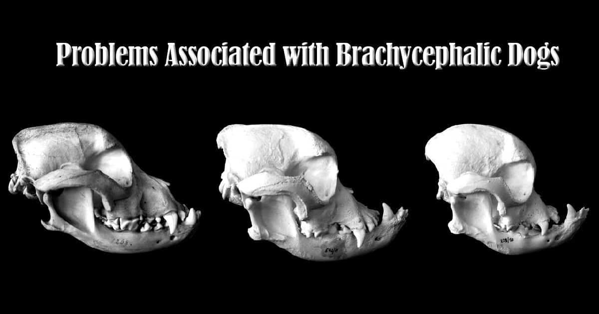 Problems Associated with Brachycephalic Dogs - I Love Veterinary