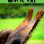 Hinny vs. Mule: 11 Facts You Need to Know | Helpful Horse Hints