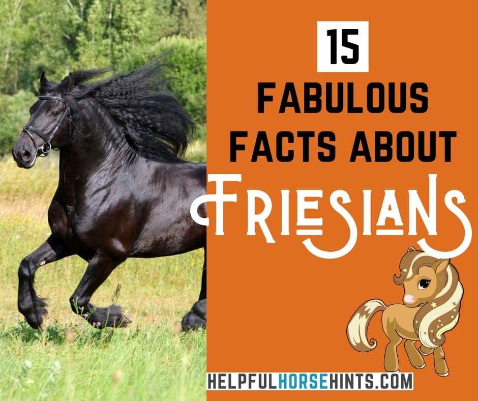 Friesian Horse Colors - Black, Chestnut and White | Helpful Horse Hints