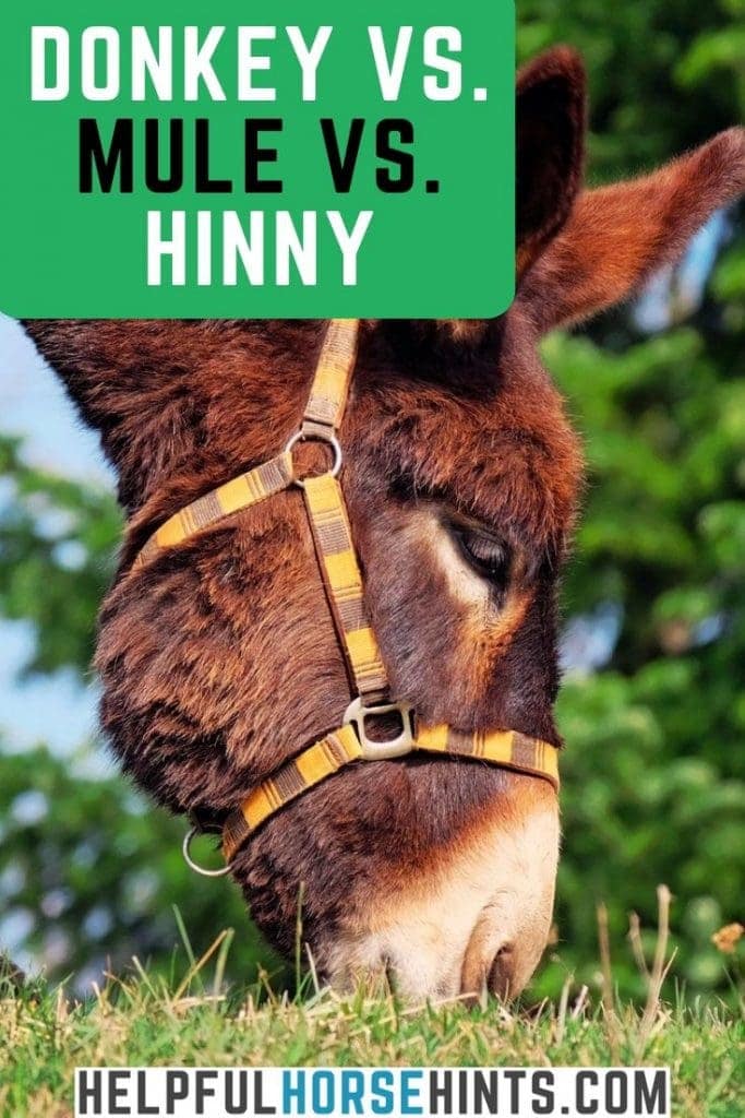 Donkey vs. Mule vs. Hinny: A Look at the Differences | Helpful Horse Hints