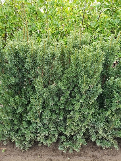 Hicks Yew Hedges (Shrub) | Taxus x media 'Hicksii' - InstantHedge