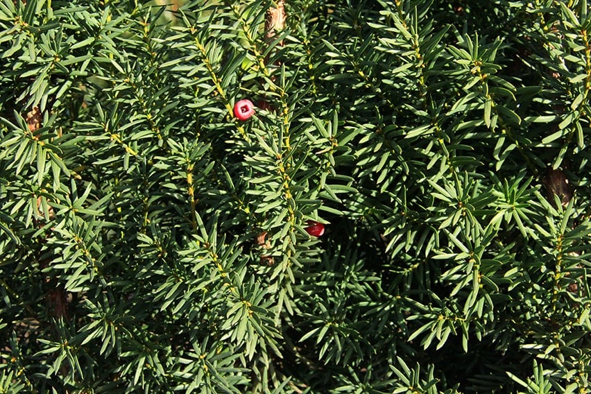 Hicks Yew Hedges (Shrub) | Taxus x media 'Hicksii' - InstantHedge