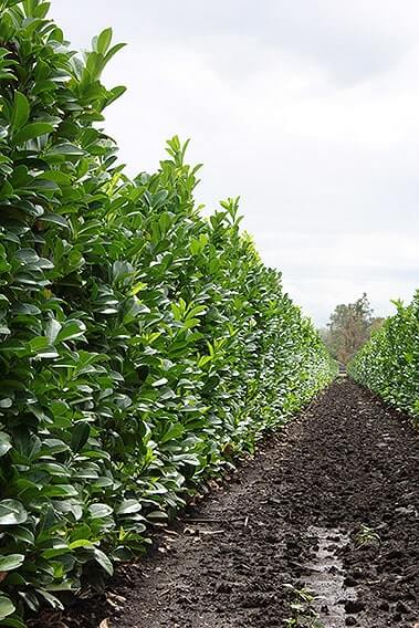 Portuguese Cherry Laurel (Prunus lusitanica) Hedges | InstantHedge