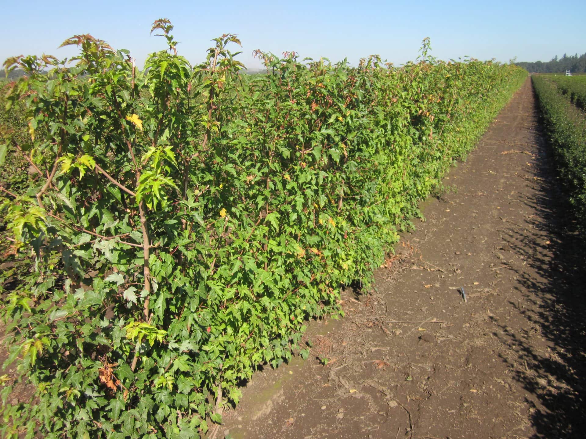 Flame Amur Maple Hedging (Acer ginnala 'Flame') - InstantHedge