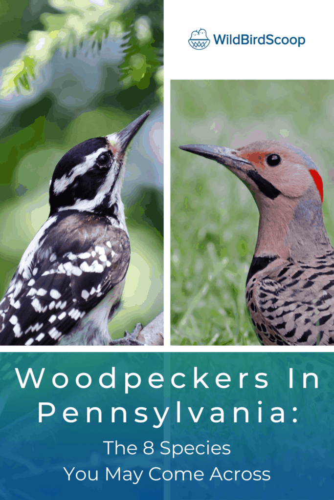 Woodpecker Identification Chart