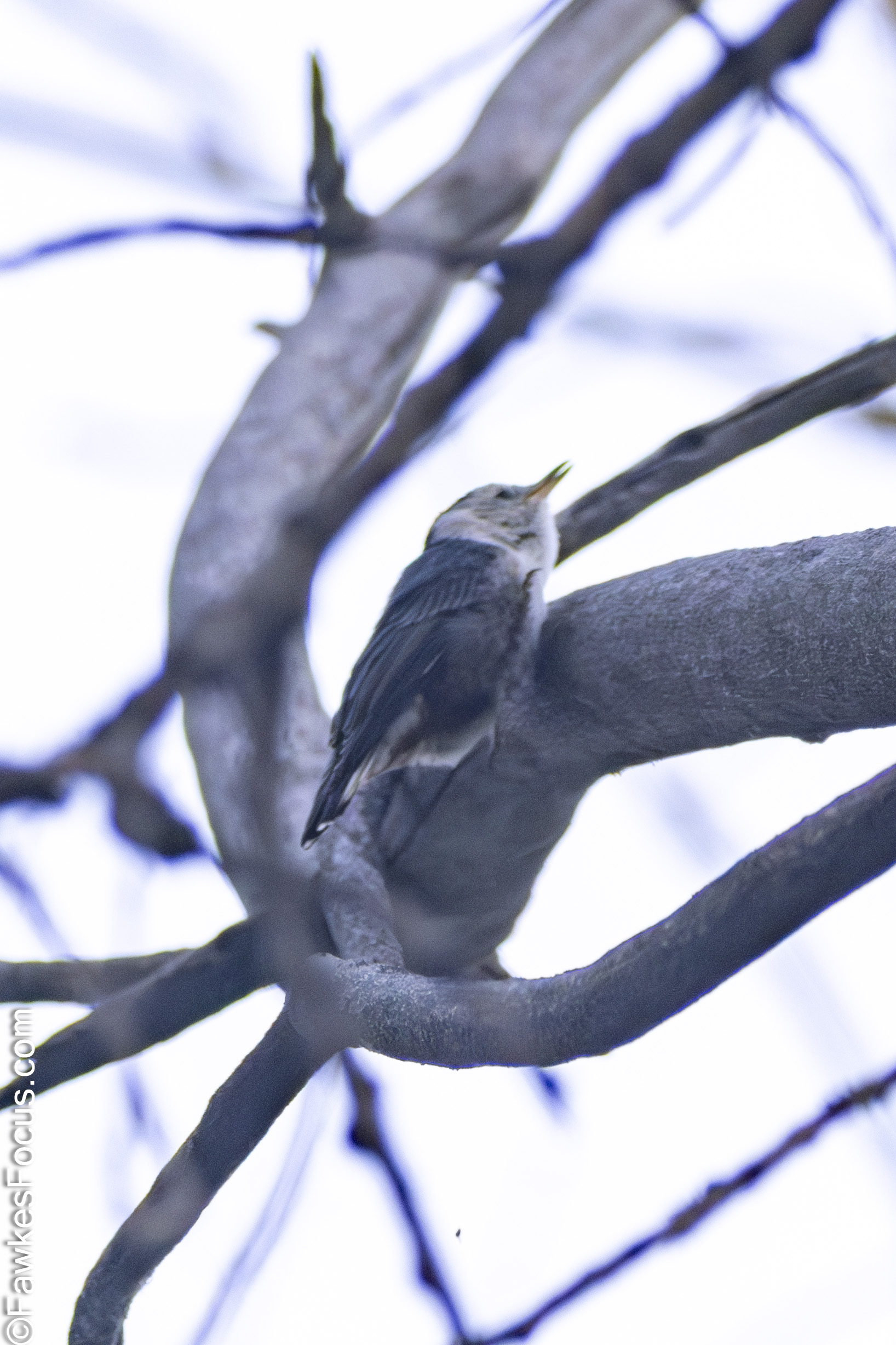 White-breasted Nuthatch: Photos, Identification, Habitat, and Behavior ...