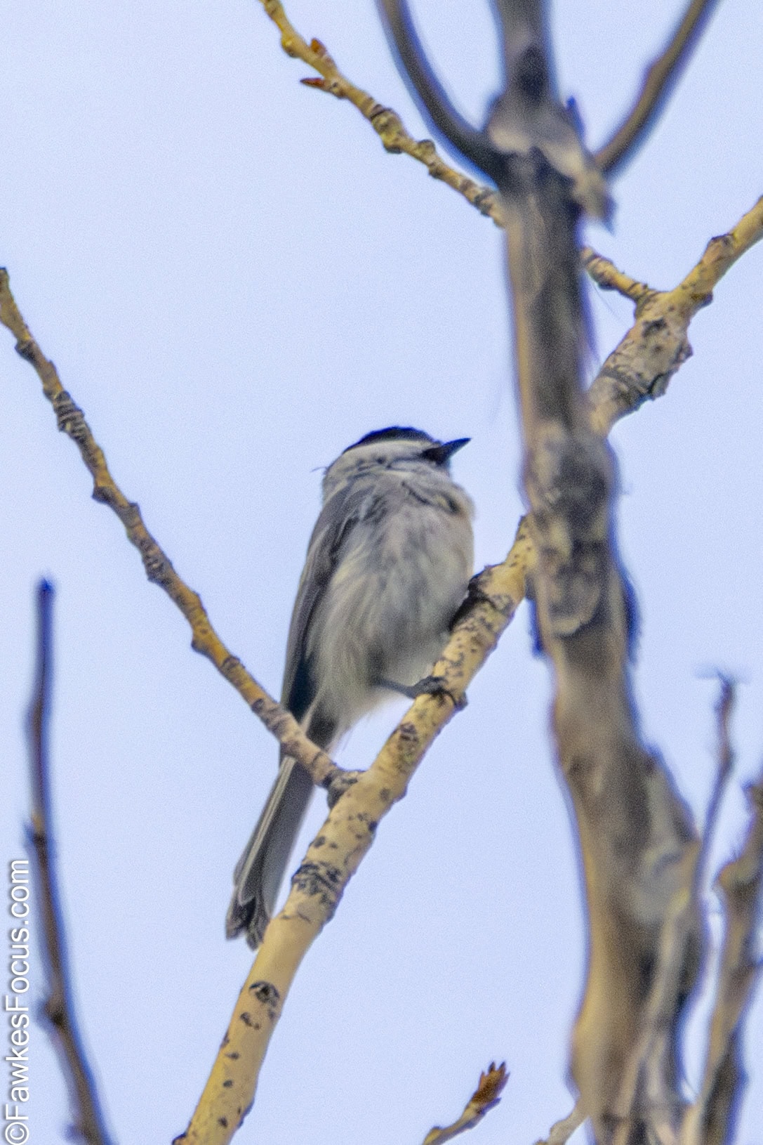 Black-Capped Chickadee: Photos, Identification, Habits, and Care ...