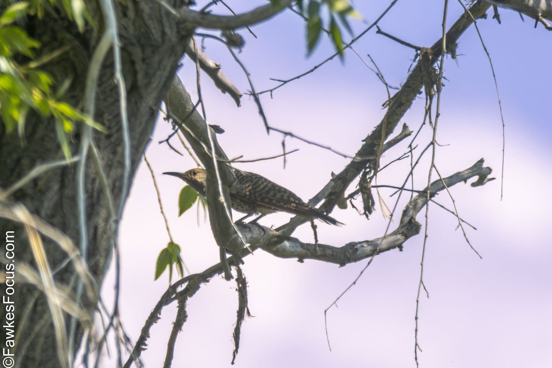 Northern Flicker: Photos, Habitat, Behavior, and Identification Guide ...