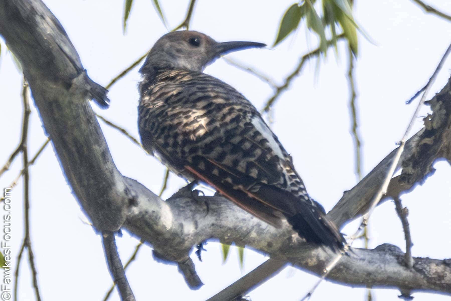 Northern Flicker: Photos, Habitat, Behavior, and Identification Guide ...