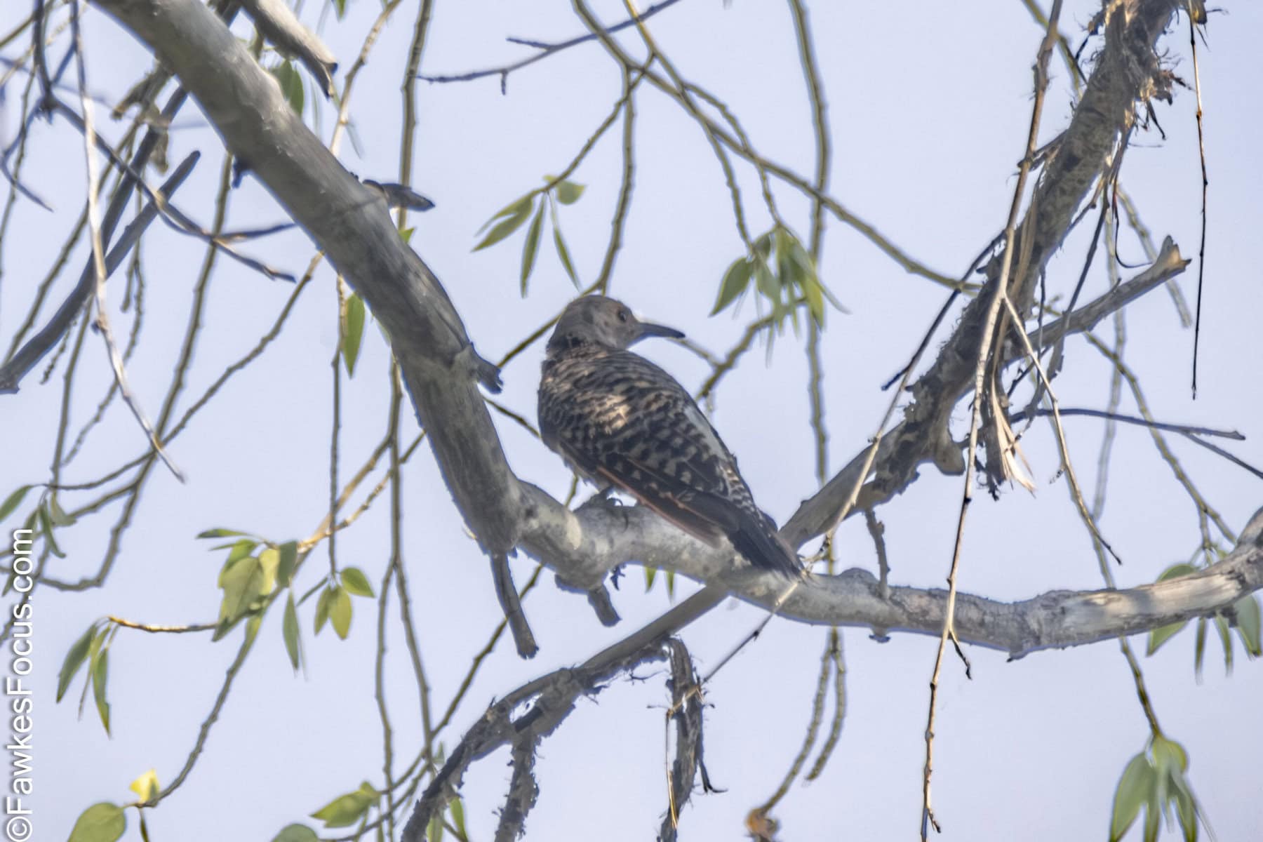 Northern Flicker: Photos, Habitat, Behavior, and Identification Guide ...