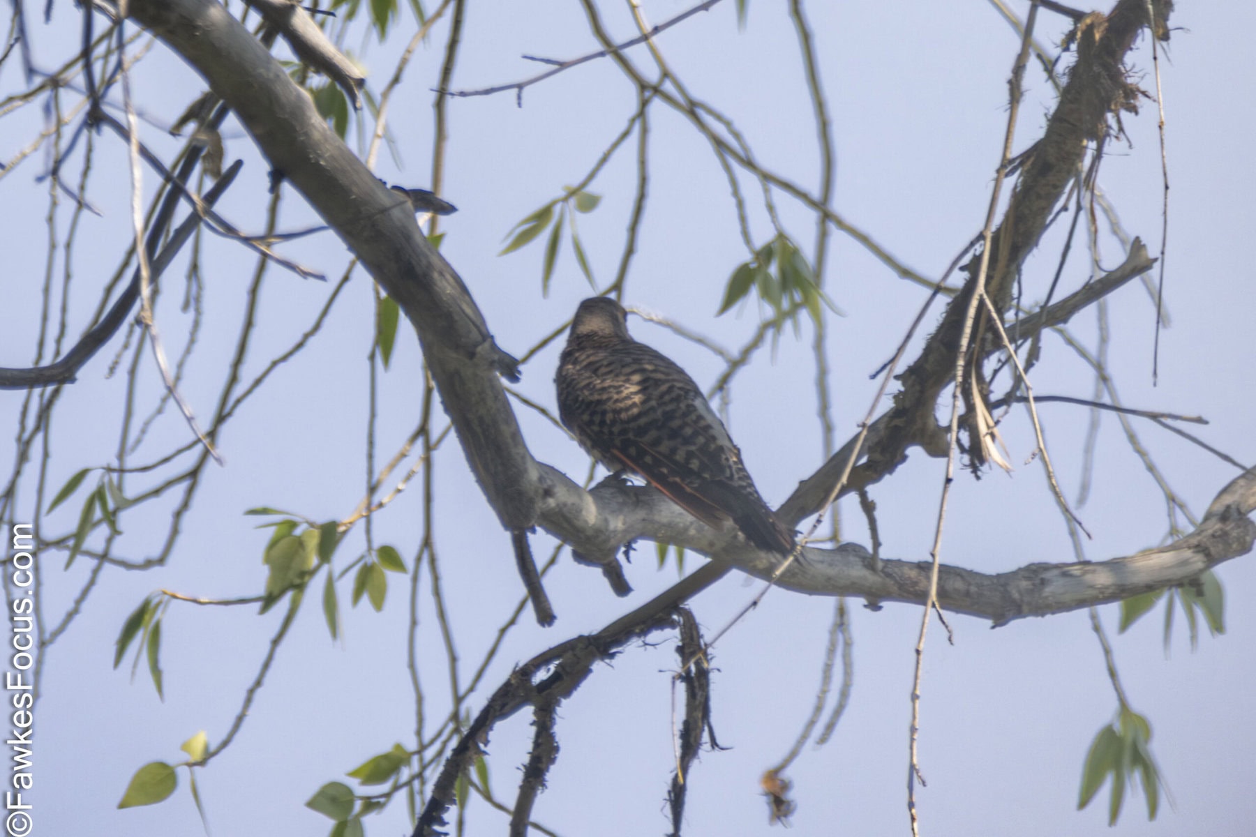 Northern Flicker: Photos, Habitat, Behavior, and Identification Guide ...