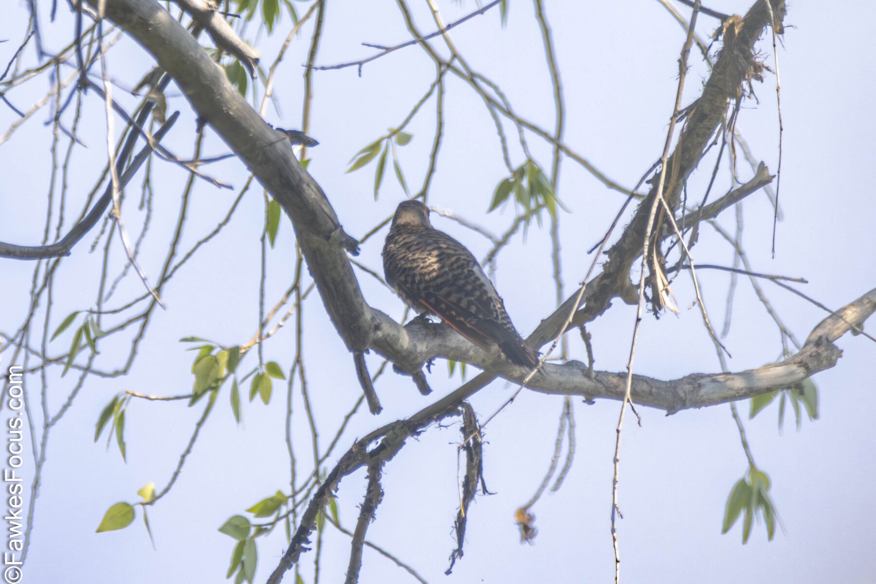 Northern Flicker: Photos, Habitat, Behavior, and Identification Guide ...
