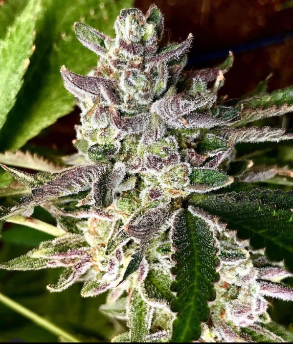 Weed Delivery from Bud.com | Buy Edibles, Gummies, Vapes, Prerolls, and ...