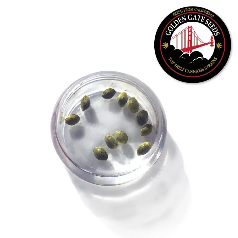 Gorilla Cookies - Feminized Autoflower Seeds delivered by bud.com
