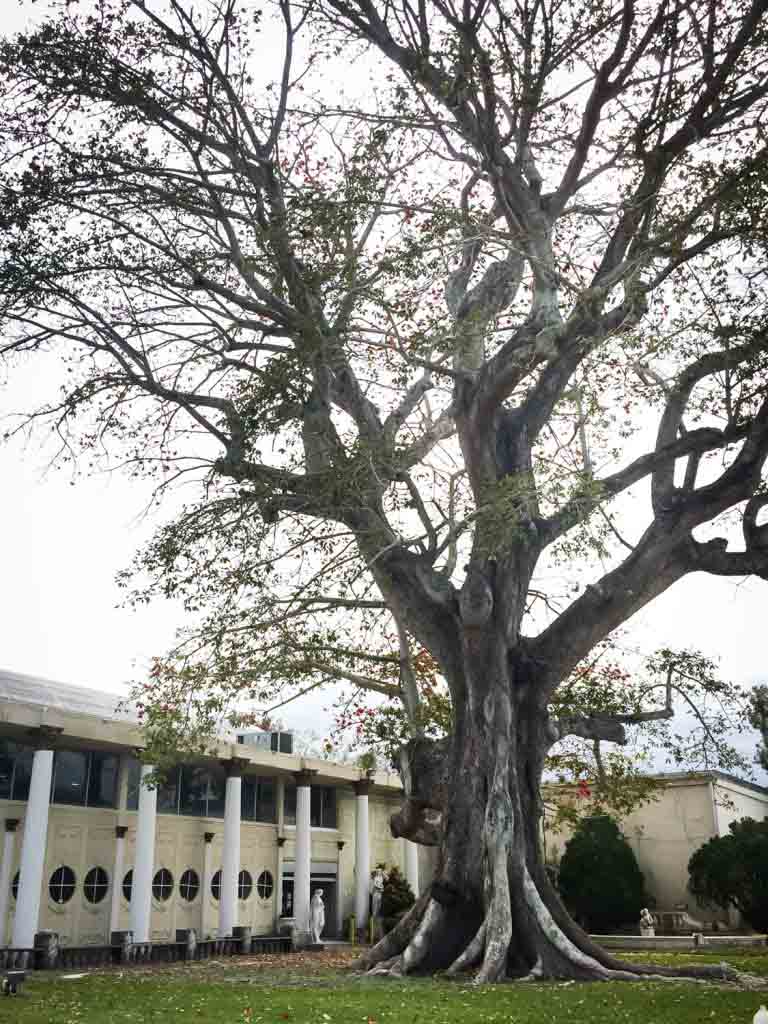 Kapok Tree Restaurant in Clearwater | Kelly Williams, Photographer