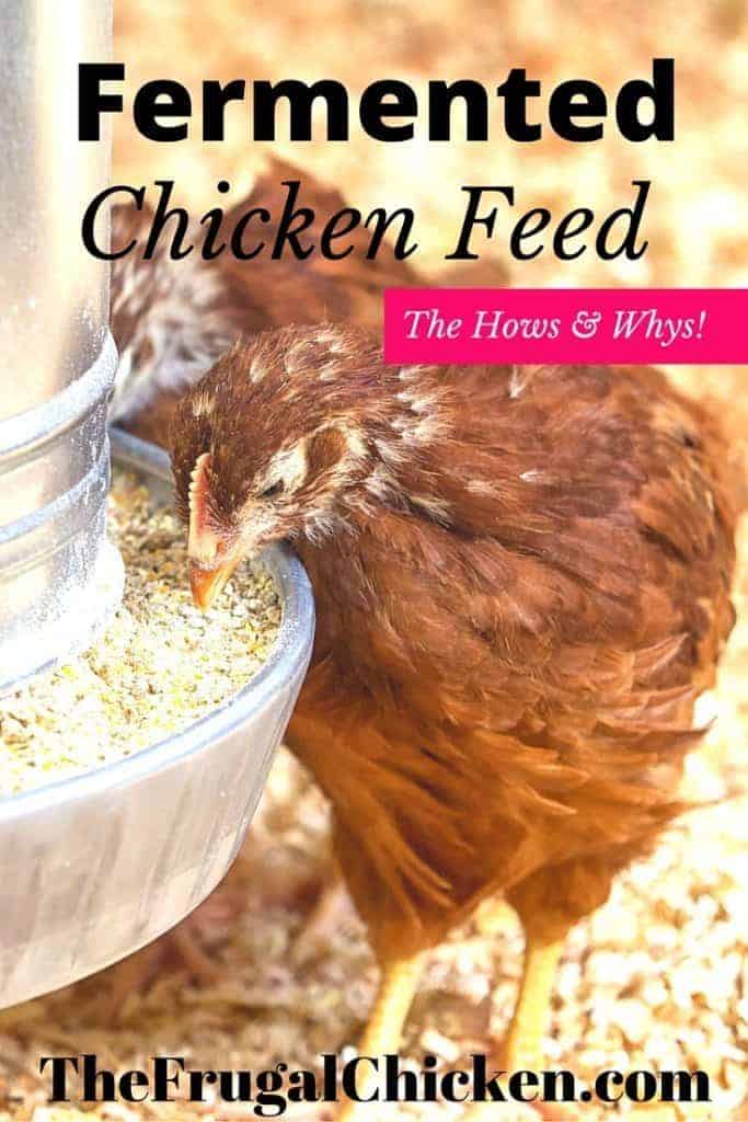 Fermented Chicken Feed: Why & How To Ferment Chicken Feed | Pampered ...