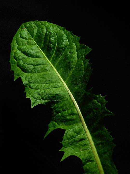 Dandelion Benefits, Uses & Properties | OhMightyHealth