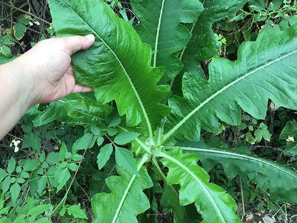 Dandelion Benefits, Uses & Properties | OhMightyHealth