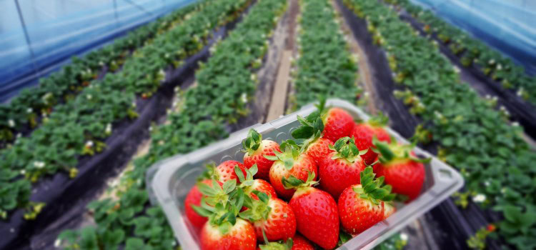 Strawberry Farm Experience in Korea | This Is Korea Tours