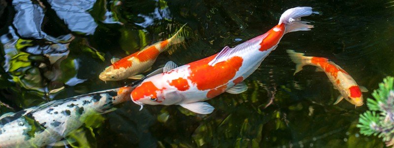 Koi Fish Care (Lifespan, Tank Mates, Diet, & Health)