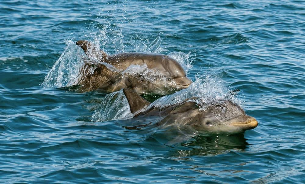 VIDEO: Dolphin-Spotting on the Rise Among Bay Boaters as 2021 Sightings ...