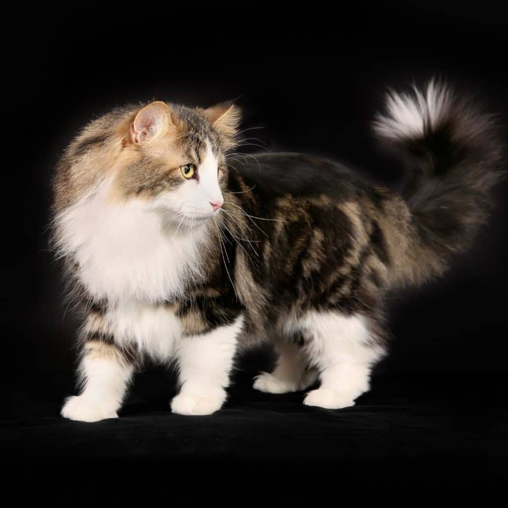 The Mythical Norwegian Forest Cat: Your New Best Friend - Life & Cats