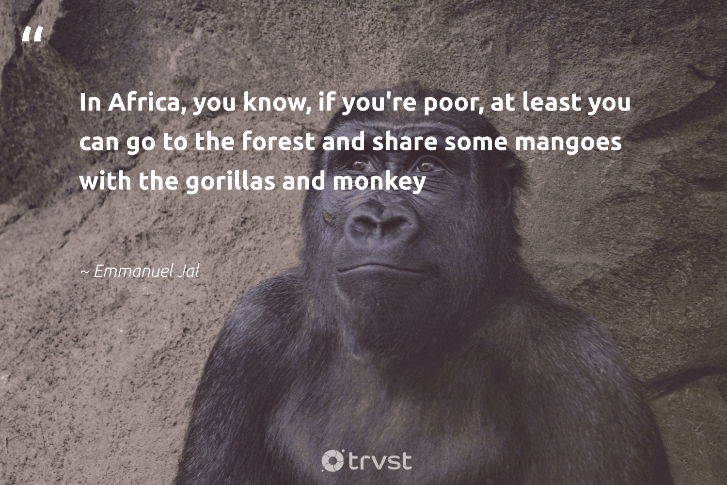 30 Monkey, Ape & Orangutan Quotes